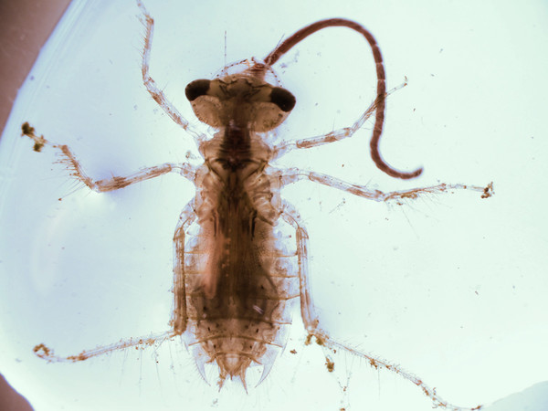 Centrum výpočetní techniky: Mikrobiom vodních bezobratlých může narušit ...